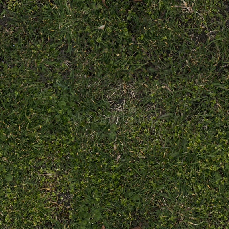 Seamless Forest Gravel Ground Texture Stock Photo - Image of grass ...