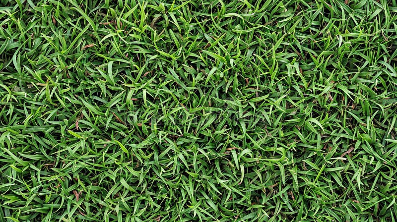 Seamless Green Grass Pattern Texture Stock Illustration - Illustration ...