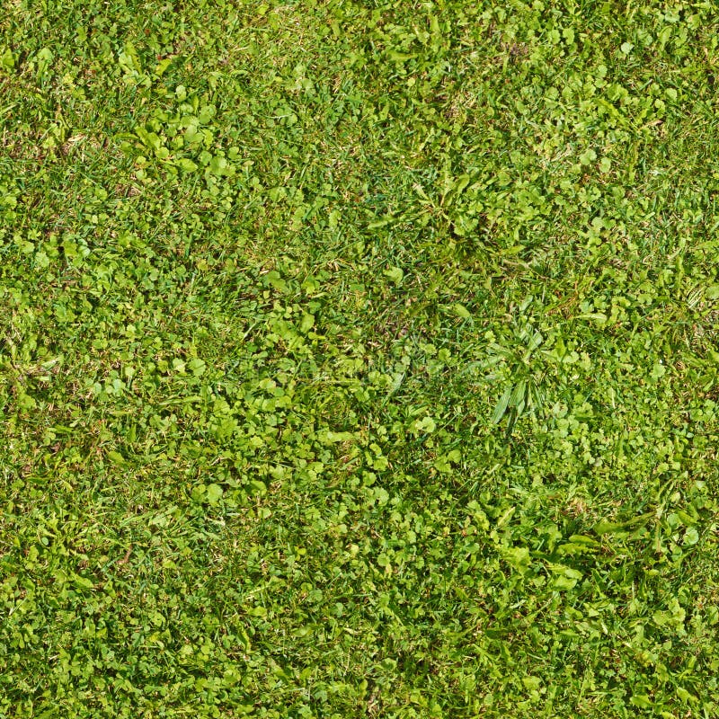 Seamless Green Grass Texture Stock Photo - Image of nature, field: 33329986