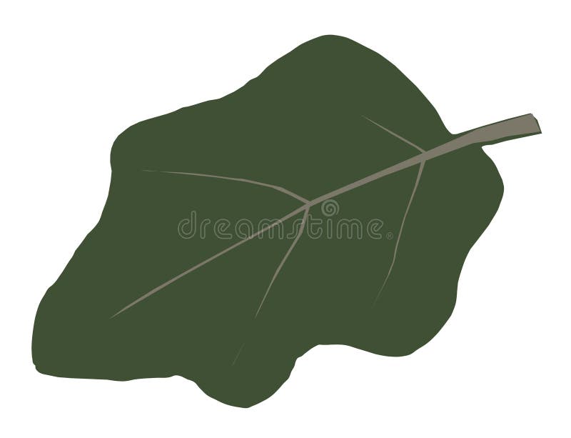 Drawing of the Structure of a Green Leaf of a Plant. Eggplant Leaf ...