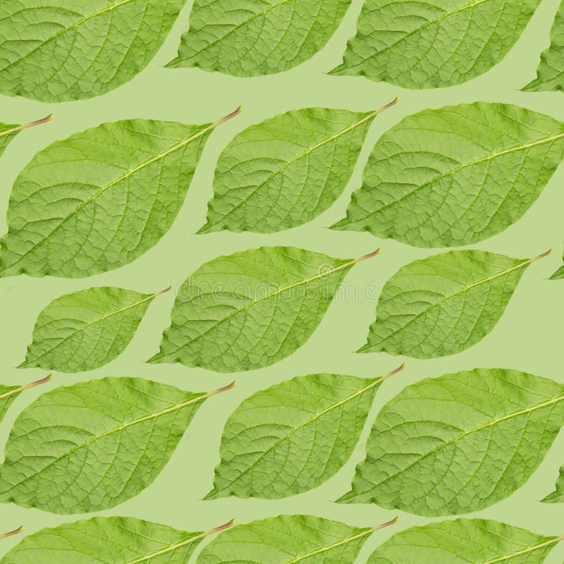 Seamless Green Leaves Background Stock Image - Image of garden ...