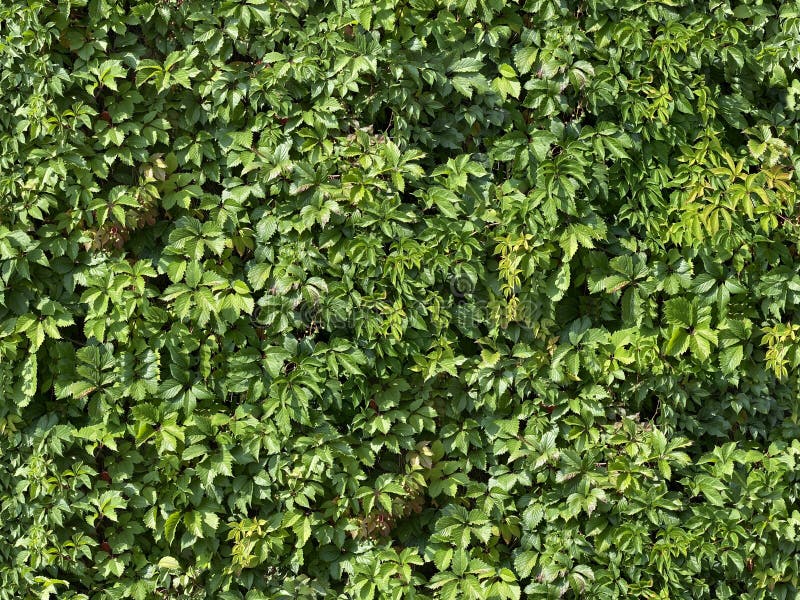 Leaves Texture Seamless White Seamless Texture With Light Green Leaves