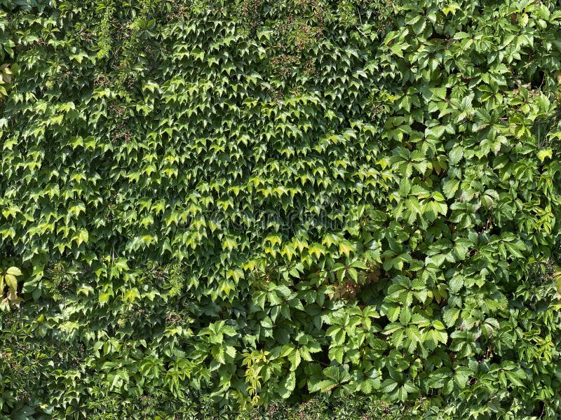 Living Wall Texture