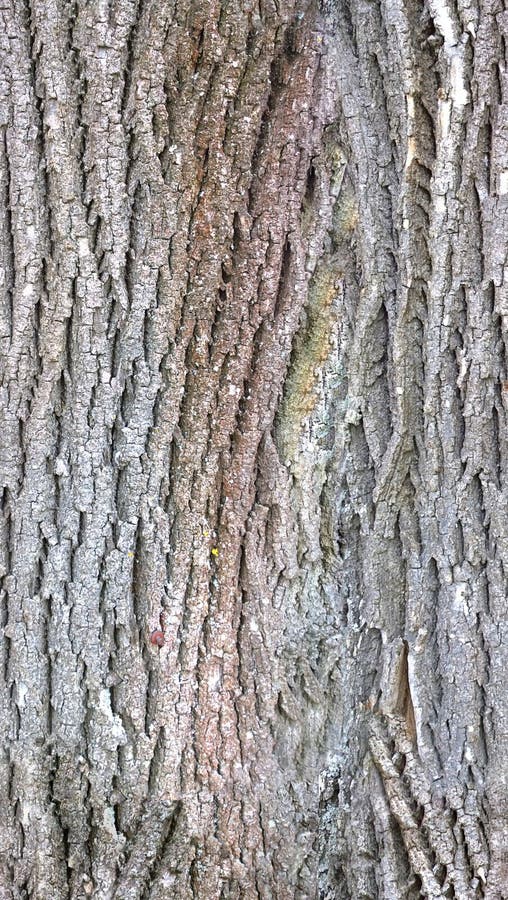 Seamless HD Tree Bark Texture Stock Image - Image of forest, rough ...