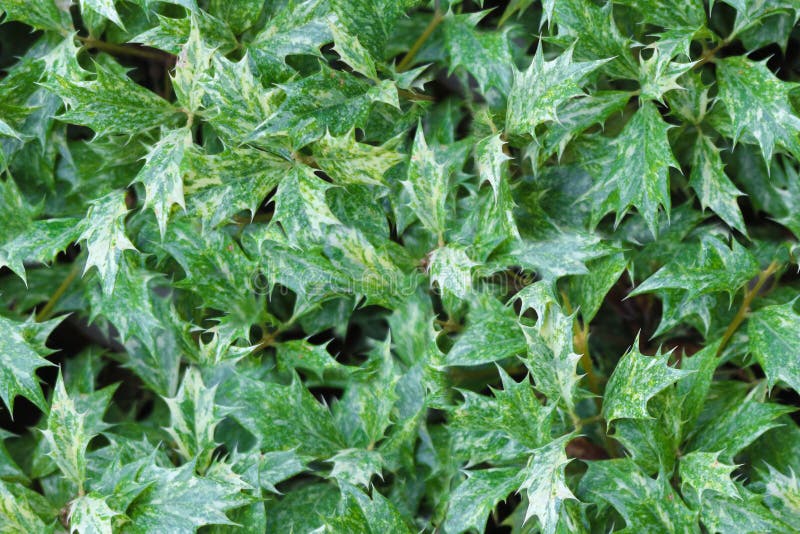 Seamless holly texture stock image. Image of plant, decoration - 155776713