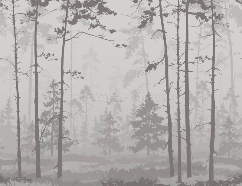 1,100+ Pine forest light Free Stock Photos - StockFreeImages