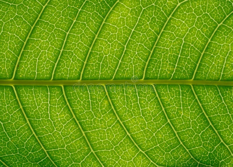 Seamless leaf texture stock image. Image of nature, wallpaper - 63011183