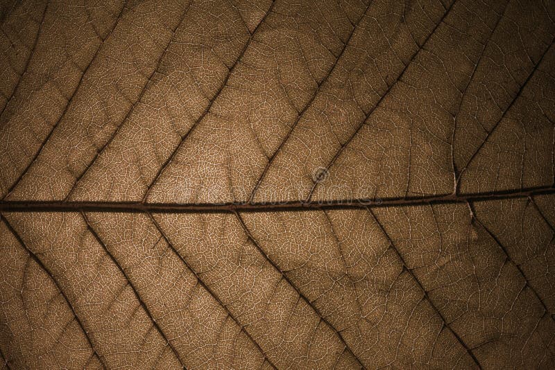 578 Root Veins Stock Photos - Free & Royalty-Free Stock Photos from ...