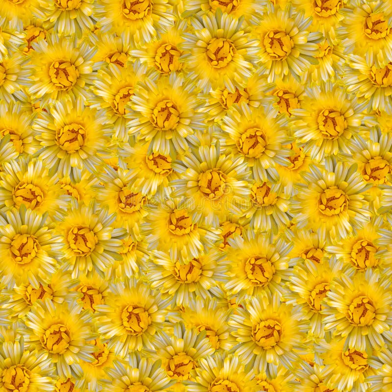 Seamless Light Floral Pattern. Marigold Flower. Print Design Element ...