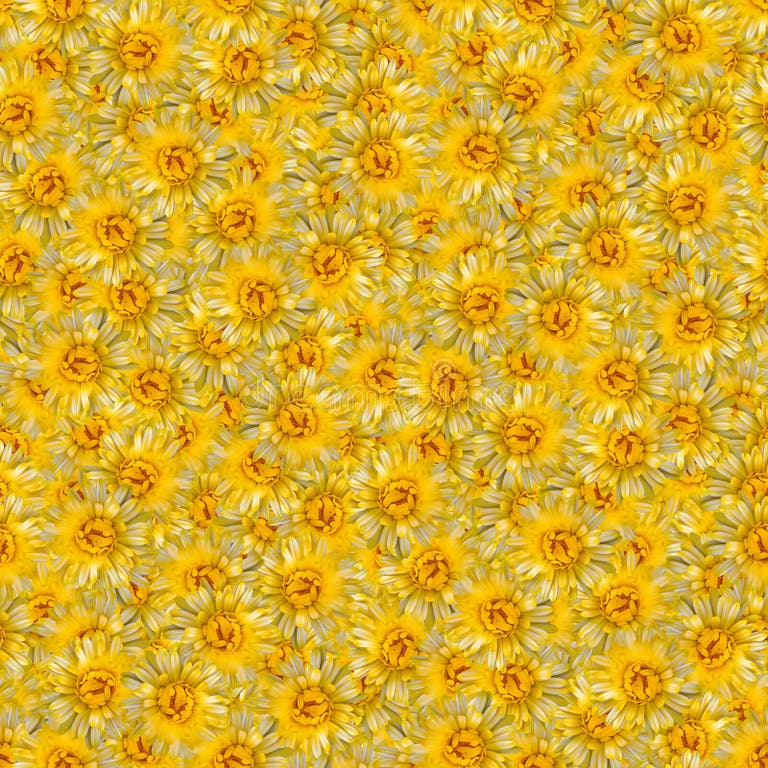 Seamless Light Floral Pattern. Marigold Flower. Print Design Element ...