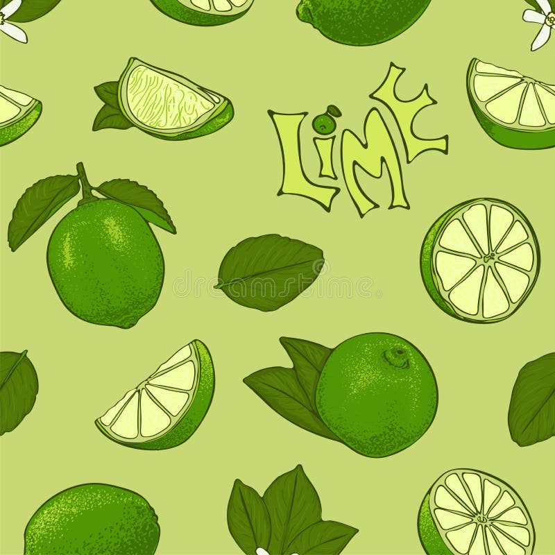 Seamless Color Pattern of Lime. Vector Symbols in Sketch Style. Stock ...