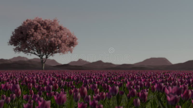 Seamless Loop of a Blooming Tulip Field at Day Light with Tree Swaying ...