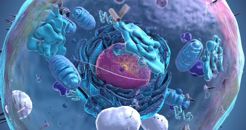 Eukaryotic Cell Expansion stock footage. Video of scientific - 371223132