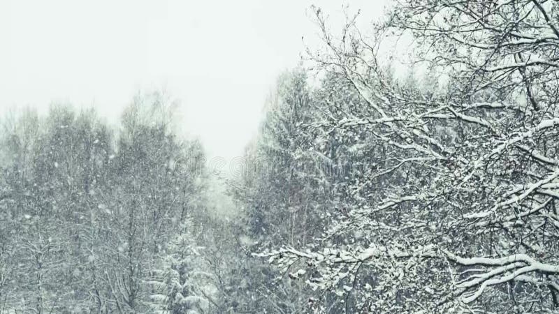 Snow is Falling Down in Winter - Winter Forest Seamless Loop Stock ...
