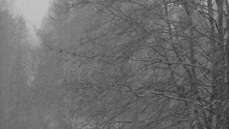 Snow is Falling Down in Winter - Winter Forest Seamless Loop Stock ...