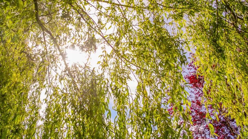 Seamless Loop - Sun Beam between the Branches of a Weeping Willow Tree ...
