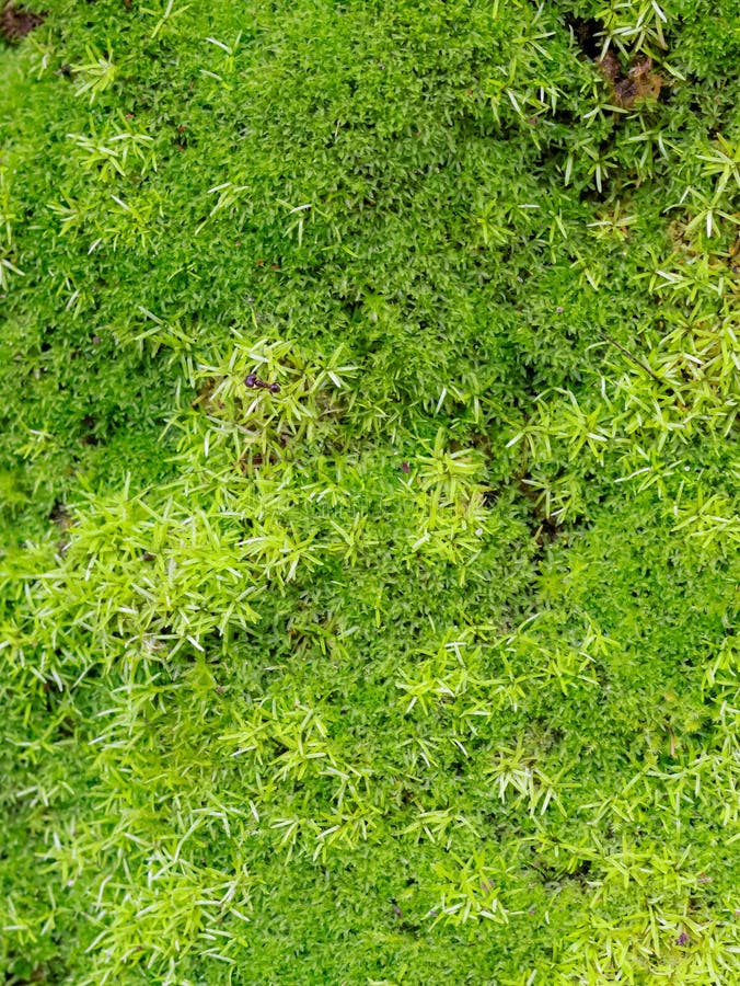 Seamless Moss Grass Texture for Decoration Stock Photo - Image of wall, interior: 351661840