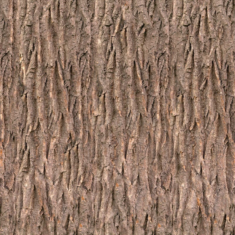Seamless Oak Bark Texture