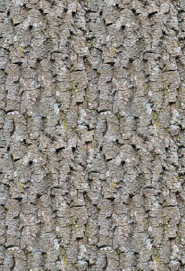 Seamless Oak Tree Bark Background Stock Image - Image of background ...