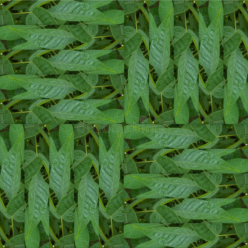 Seamless Patchwork Pattern Texture of Green Leaves Stock Photo - Image ...