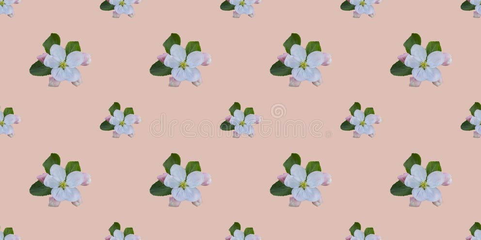 Seamless Pattern with Apple Tree Flowers Stock Illustration ...