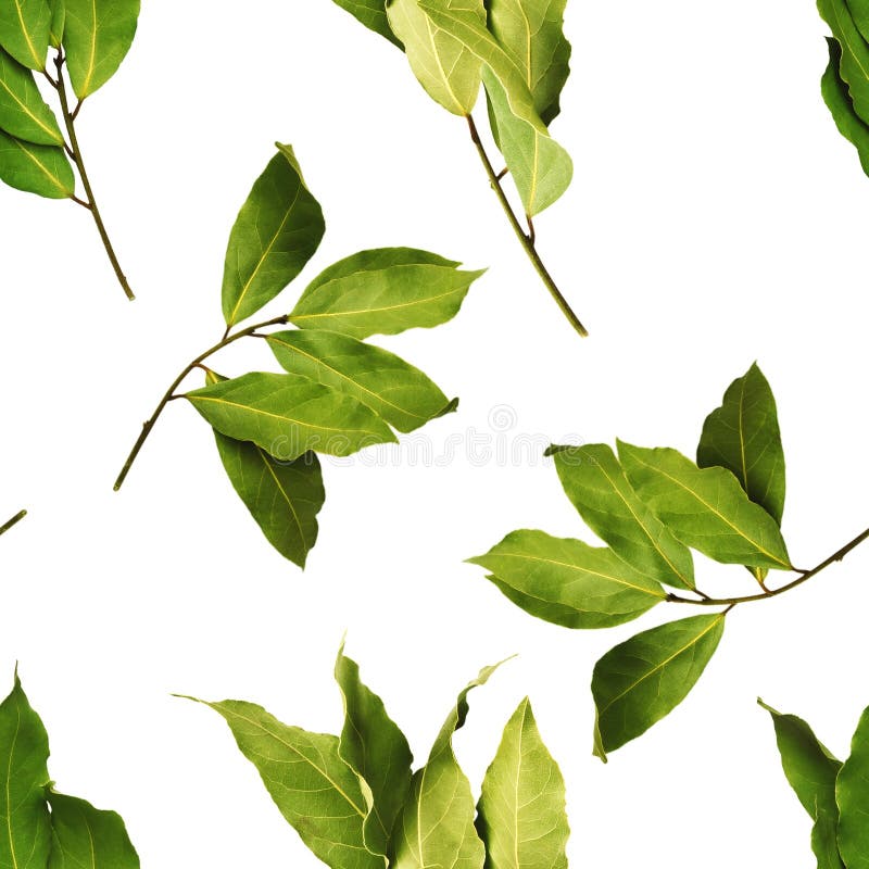 A Seamless Pattern with Aromatic Bay Tree Branches on White Background ...