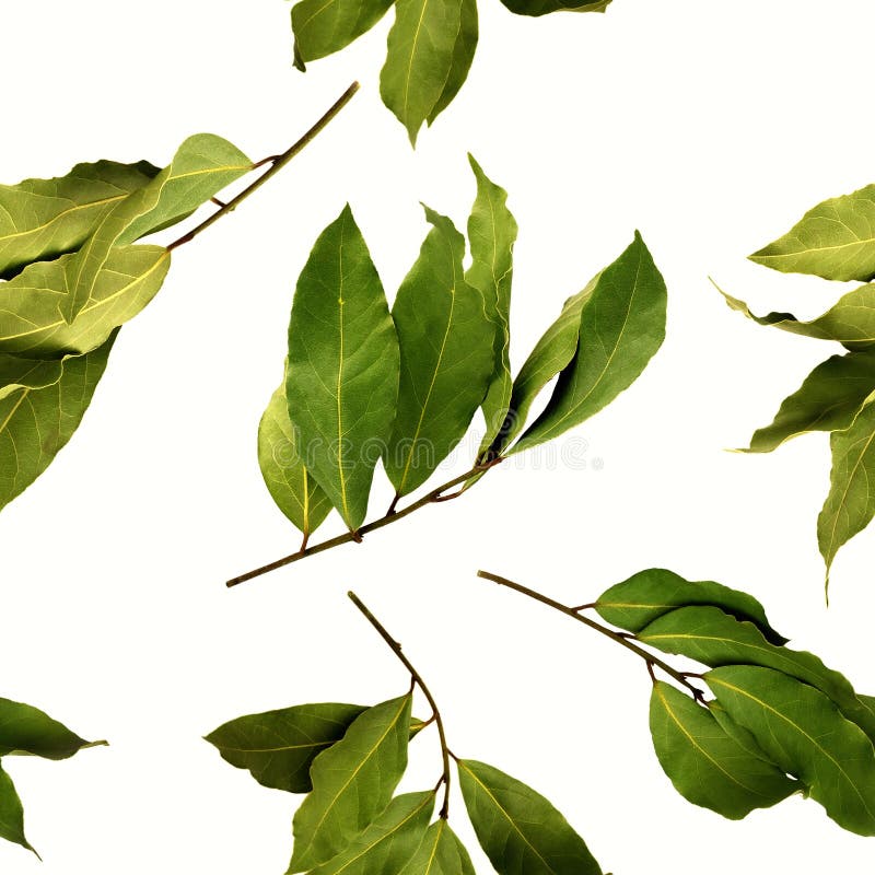 A Seamless Pattern with Aromatic Bay Tree Branches on White Background ...