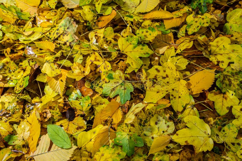 Seamless Pattern Autumn Golden Leaves Make a Bright Carpet on the ...