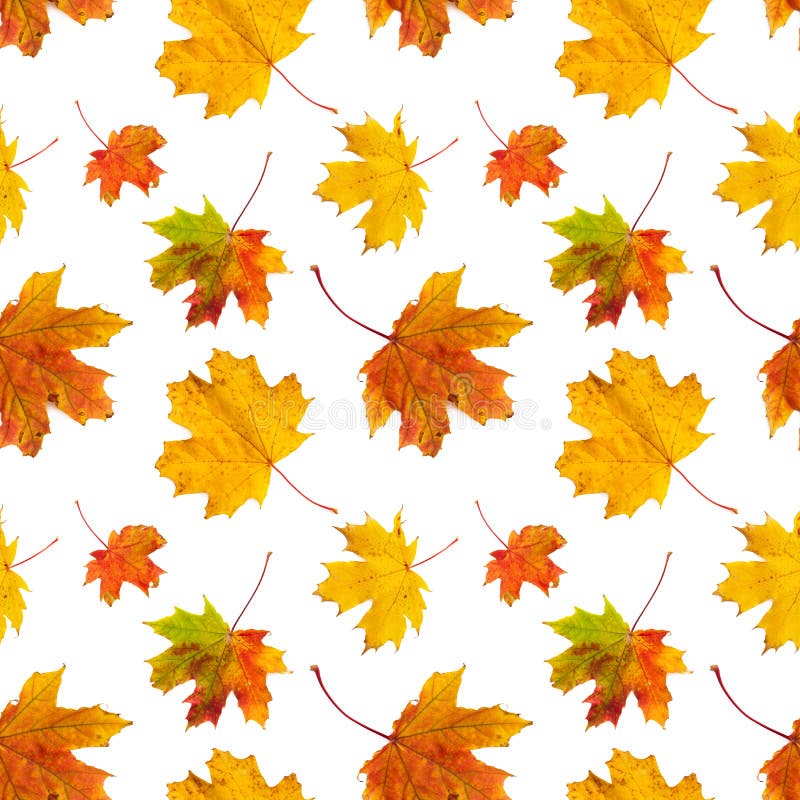 Seamless Pattern with Autumn Maple Leaves Isolated on White Stock Image ...