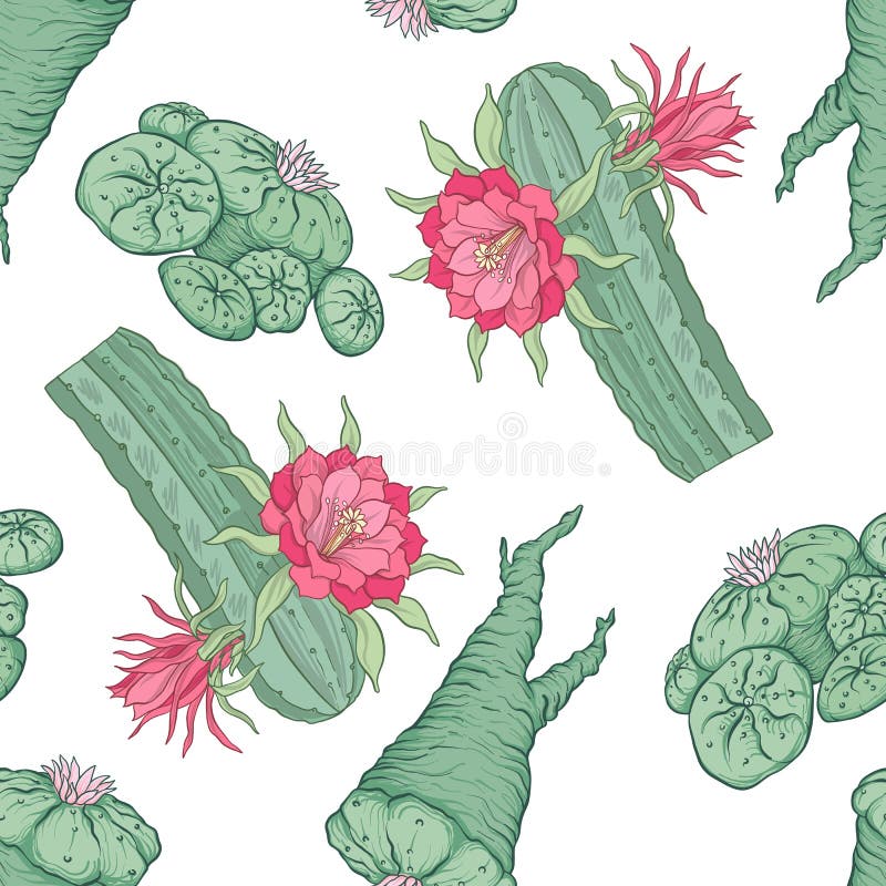 Cyclopeplus Peruvianus Stock Illustrations – 27 Cyclopeplus Peruvianus ...