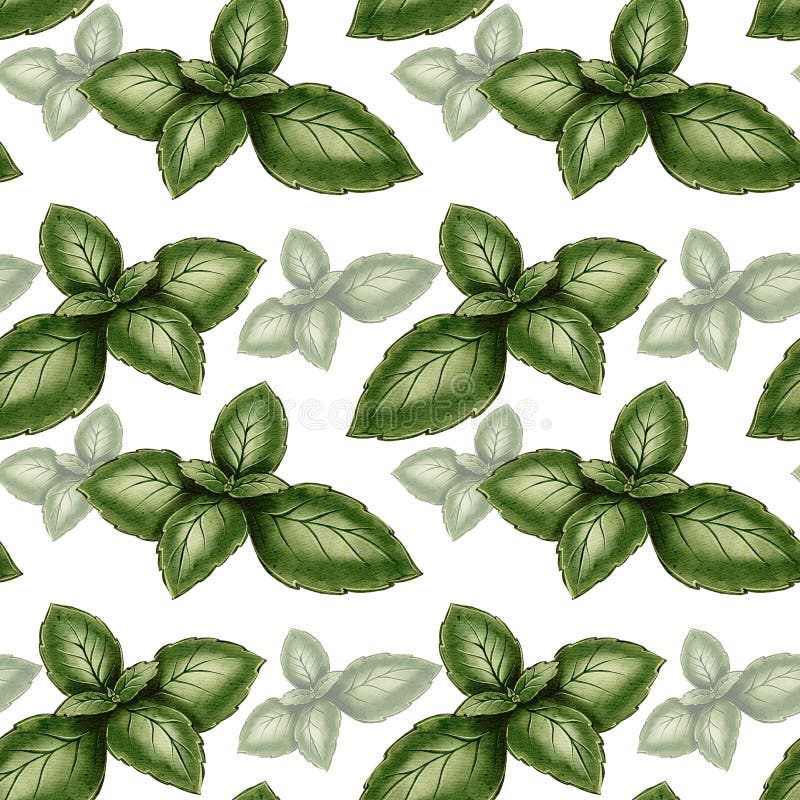 Seamless Pattern with Basil Leaves Stock Image - Image of vintage, nature: 366685085