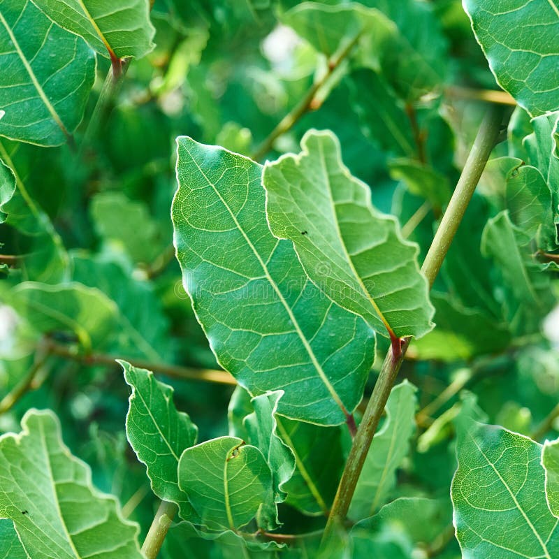 Seamless Pattern Bay Leaf on a Laurel Tree. Plant in Its Natural ...