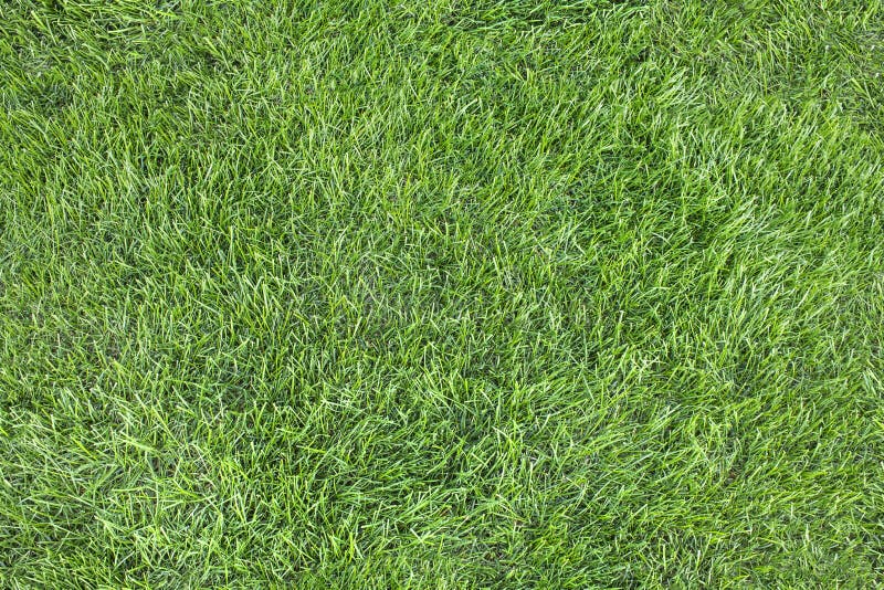 Seamless Pattern. a Beautiful Green Lawn Grass Texture. Stock Photo ...