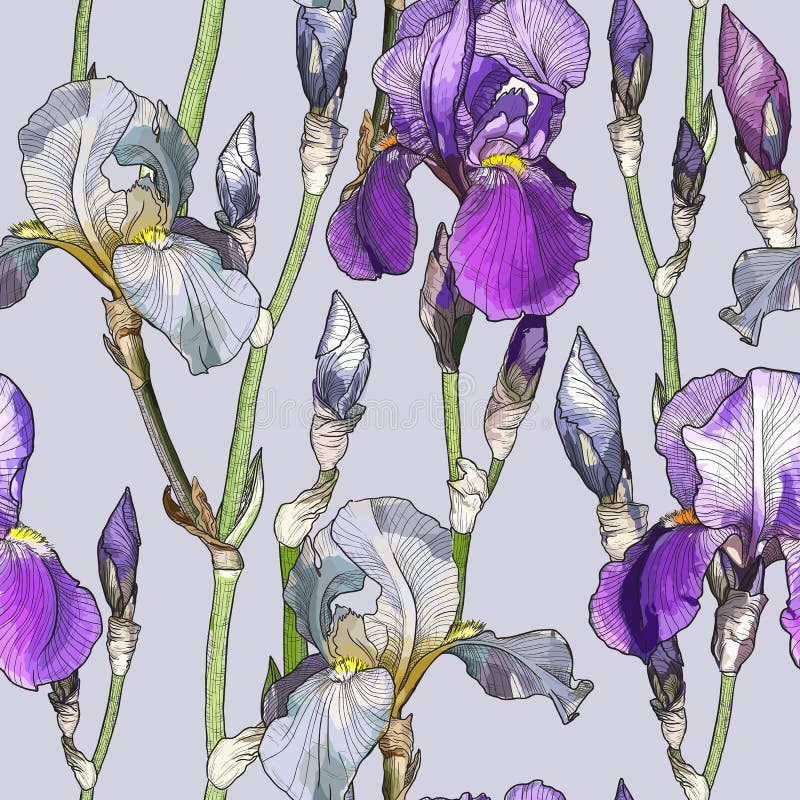 Seamless Pattern with Beautiful Iris Flowers Stock Vector ...