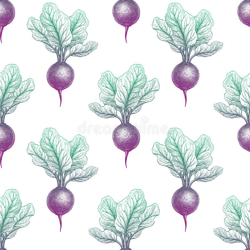 Ink sketch of beetroot. stock vector. Illustration of greenhouse ...