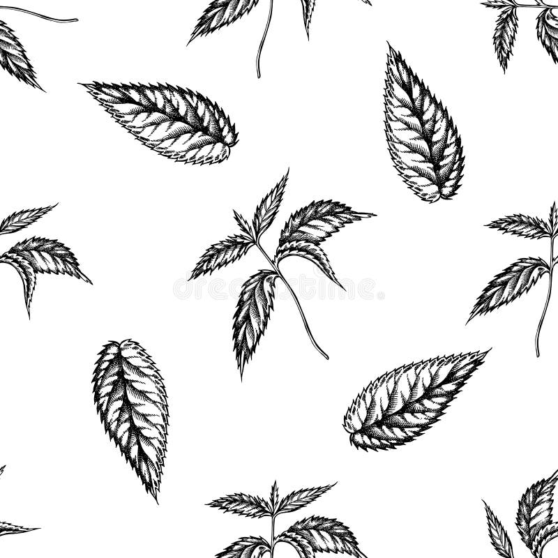 Seamless Pattern with Black and White Nettle Stock Vector ...