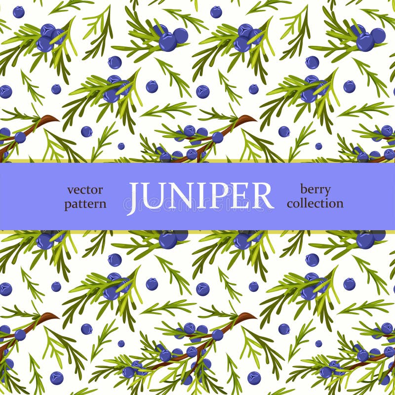 Seamless Pattern, Blue Juniper Berries and Juniper Leaves Stock Vector ...
