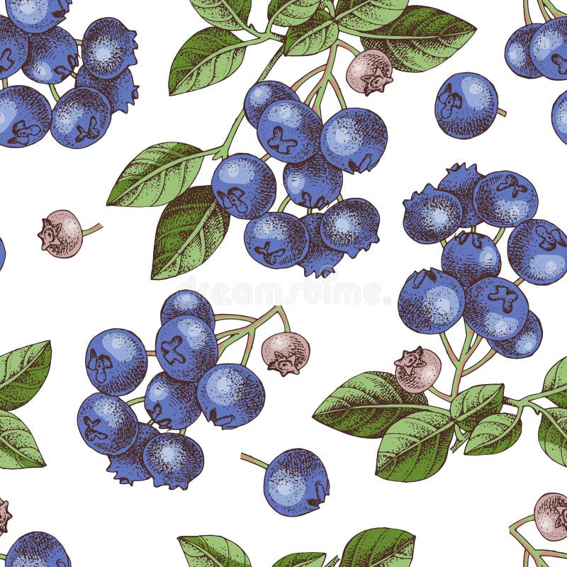 Seamless Pattern with Blueberries Branches Stock Vector - Illustration ...