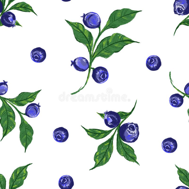 Seamless Pattern of Blueberry Berries. Blueberry Berries in Pencil ...