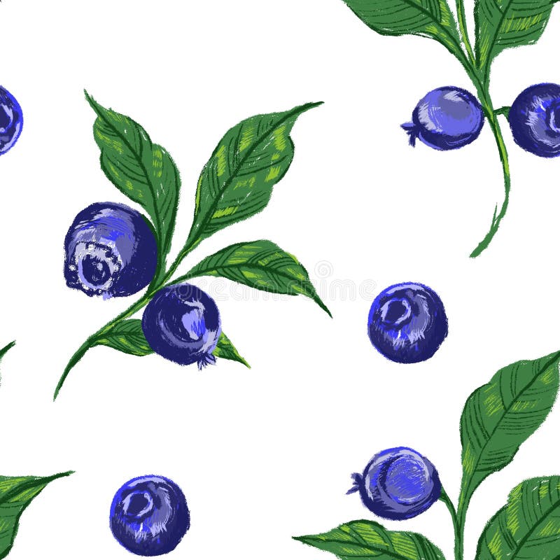Seamless Pattern of Blueberry Berries. Blueberry Berries in Pencil ...