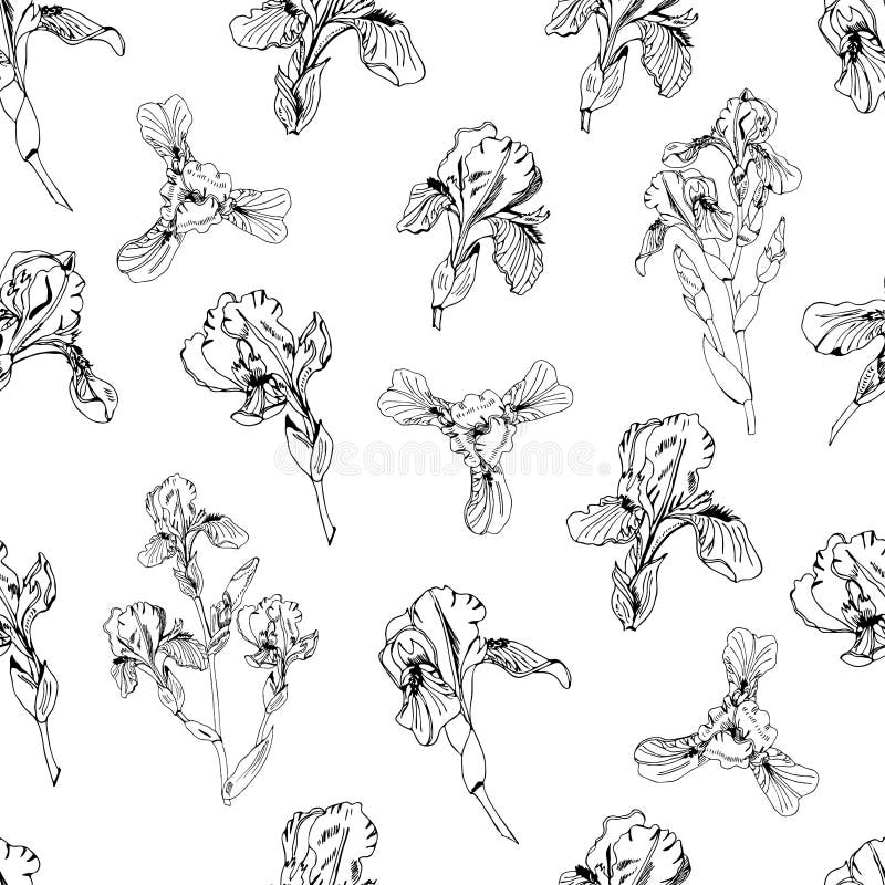 Seamless Pattern with Bouquet and Single Buds of Iris Flowers. Hand ...