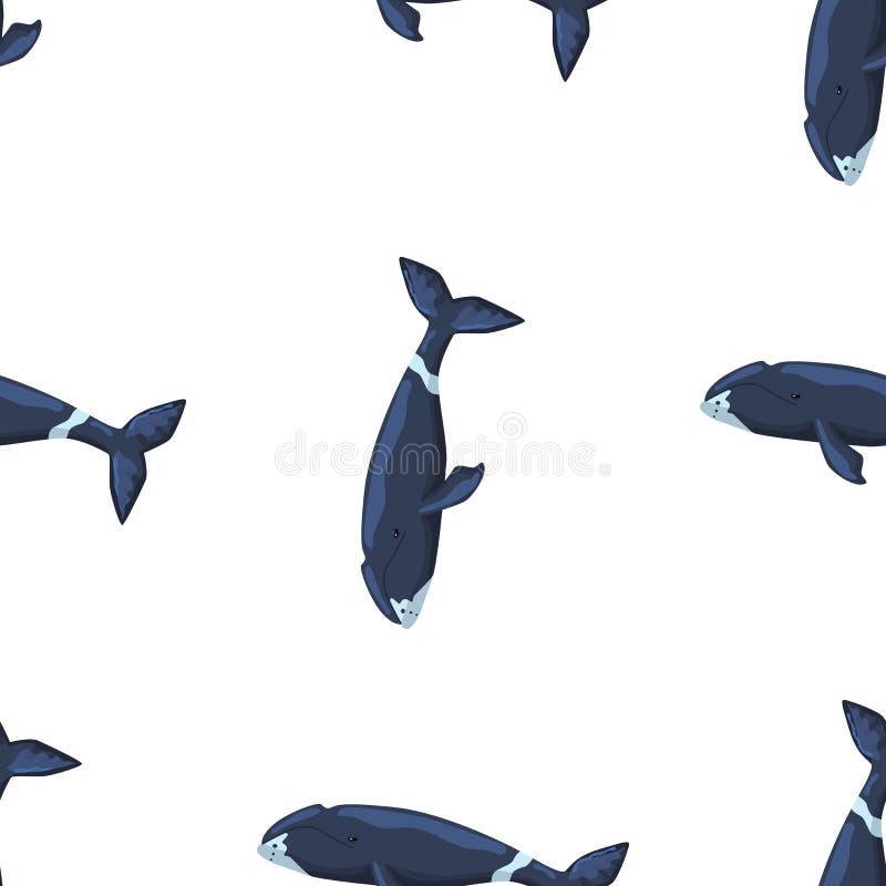 Bowhead Whale Stock Illustrations – 434 Bowhead Whale Stock ...