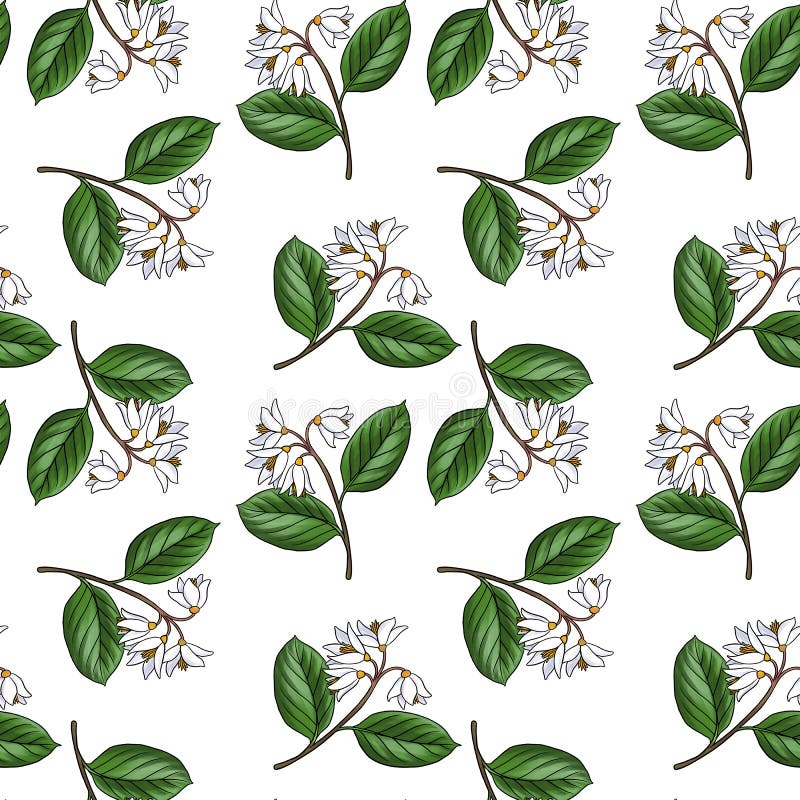 Benzoin Tree Stock Illustrations – 38 Benzoin Tree Stock Illustrations ...