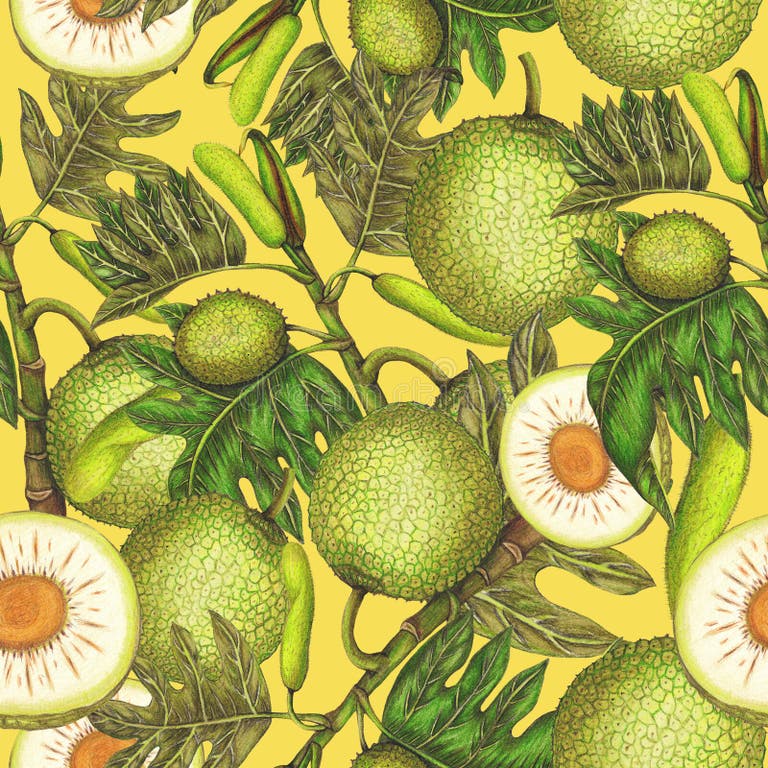Seamless Pattern of Breadfruit Illustration Stock Illustration ...