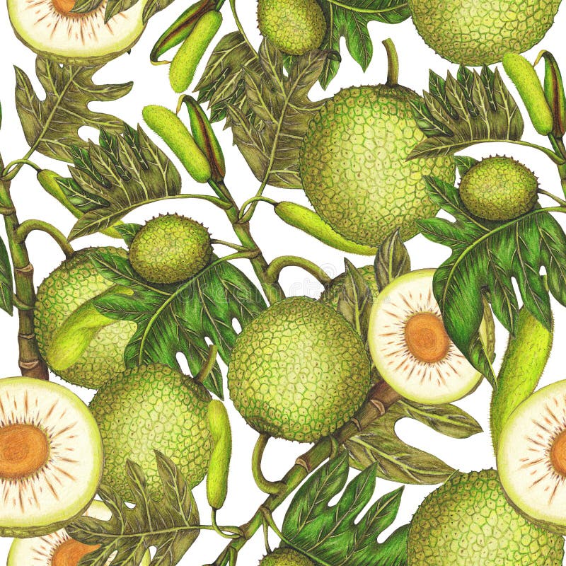 Seamless Pattern of Breadfruit Illustration Stock Illustration ...