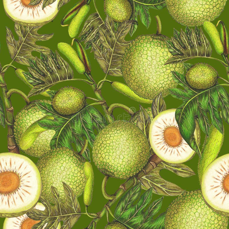 Watercolor Breadfruit Pattern Stock Illustration - Illustration of ...