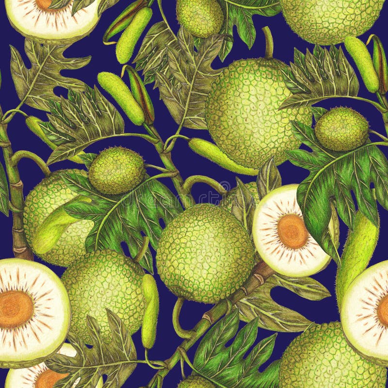 Breadfruit vector stock vector. Illustration of natural - 70962253