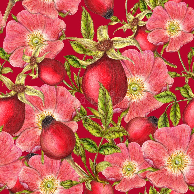 Briar flower stock illustration. Illustration of drawn - 70350892