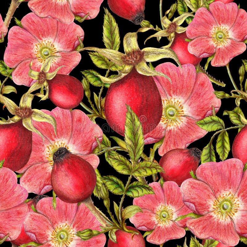 Briar flower stock illustration. Illustration of drawn - 70350892