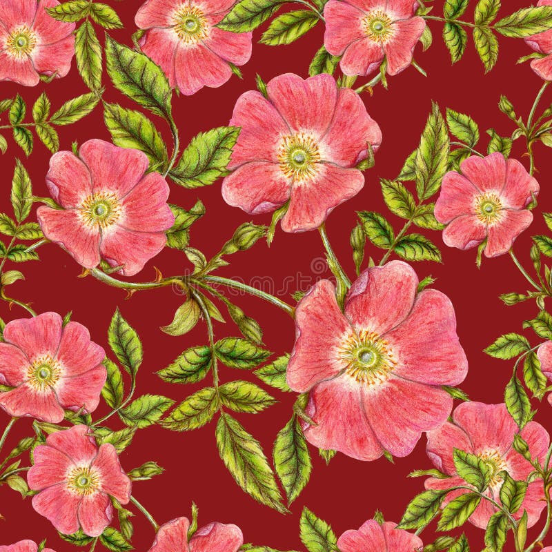 Seamless Pattern of Briar Roses Stock Illustration - Illustration of ...